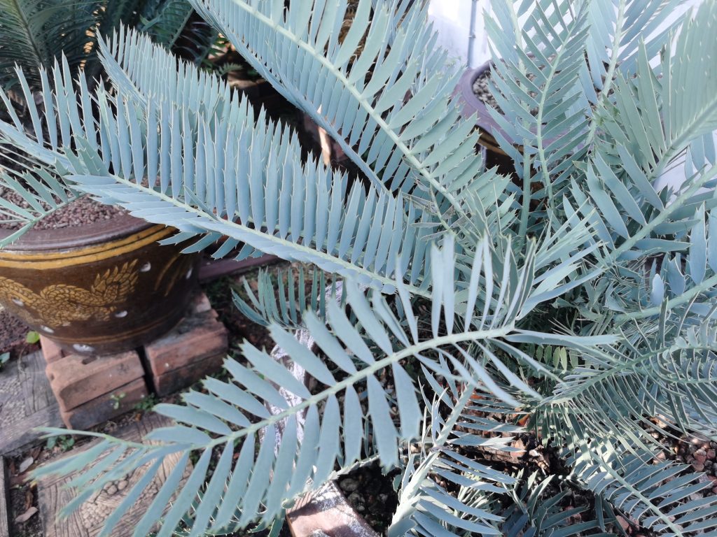 ข้อมูล Encephalartos Cupidus – king-encephalartos